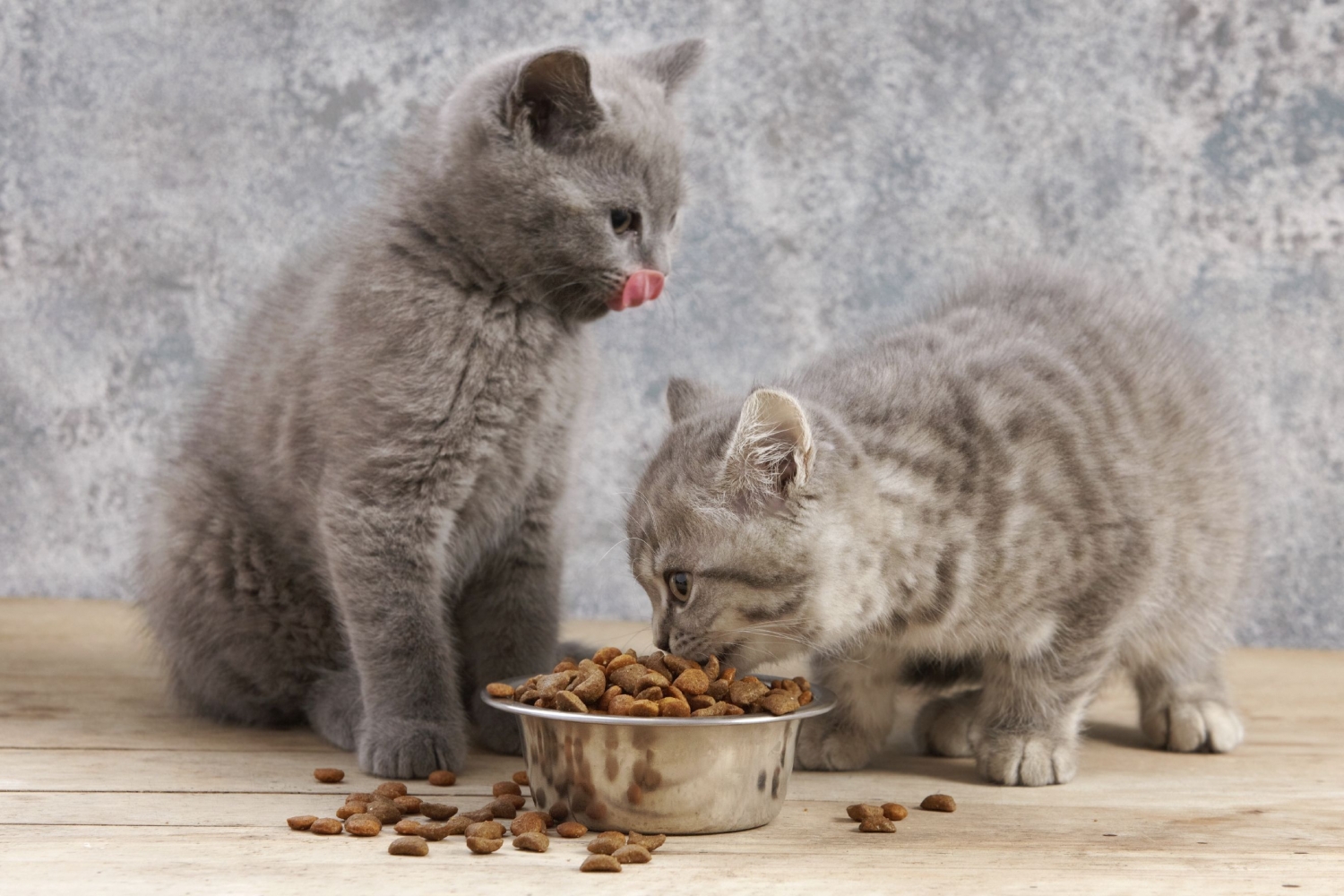 Les Meilleures Croquettes Pour Chat – Comparatif & Guide D’achat En ...