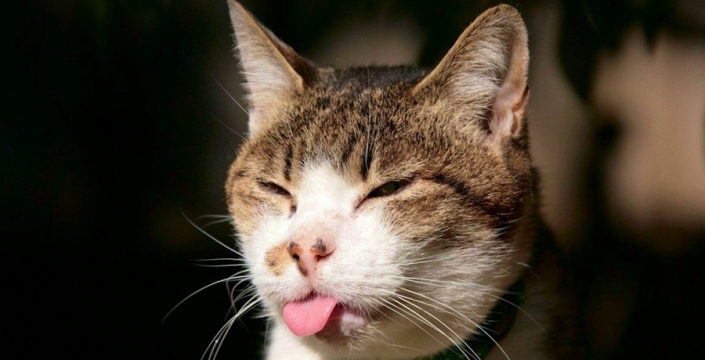 Tout Savoir Sur La Trisomie Chez Les Animaux