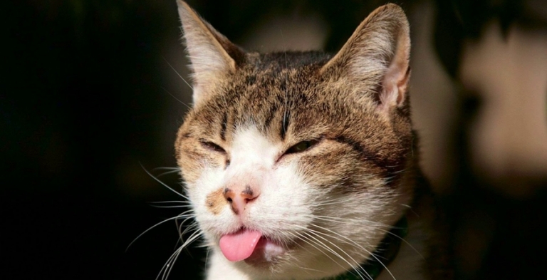 Tout Savoir Sur La Trisomie Chez Les Animaux