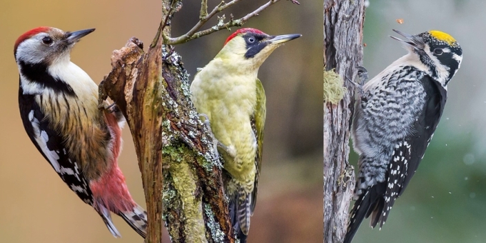 Pivert : Caractéristiques, Alimentations, Reproduction